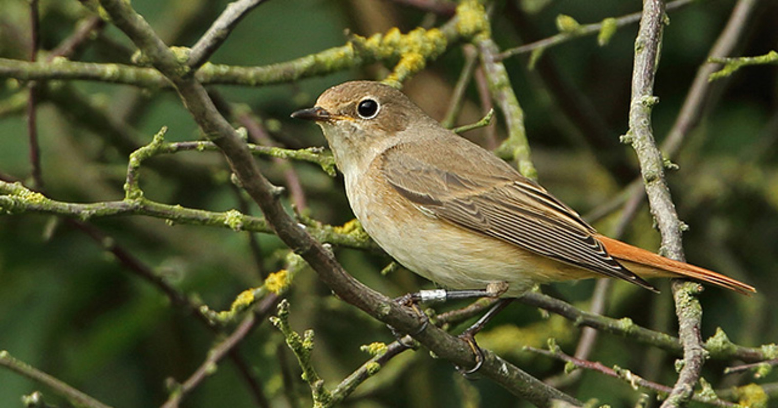 Ringmerking av fugler