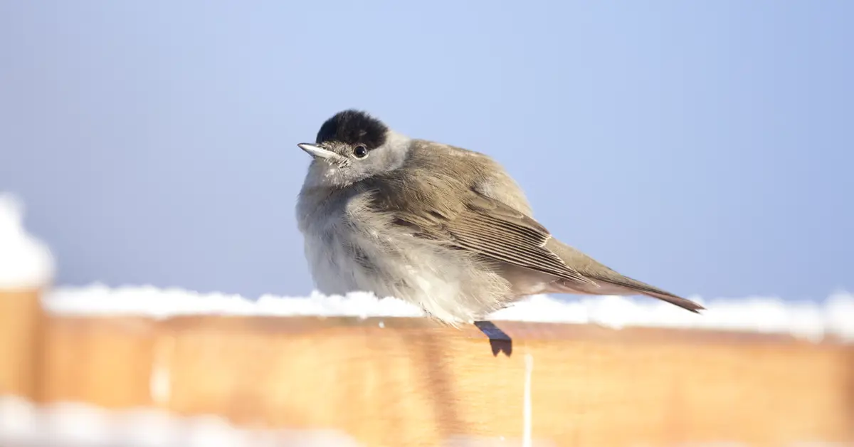 Trekkfugler sliter - og kommer tidligere til Norge