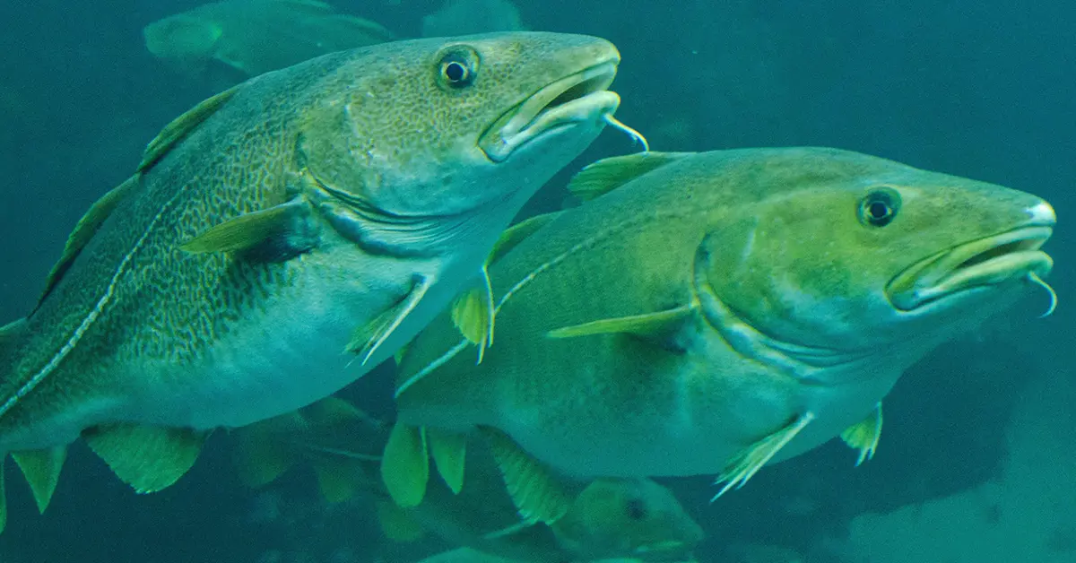 Oslofjorden Rundt 2021