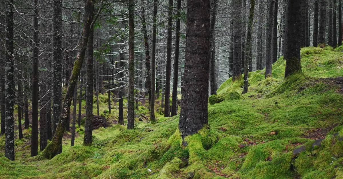 Bærekraftig bruk og bevaring av natur - Norsk handlingsplan for ...